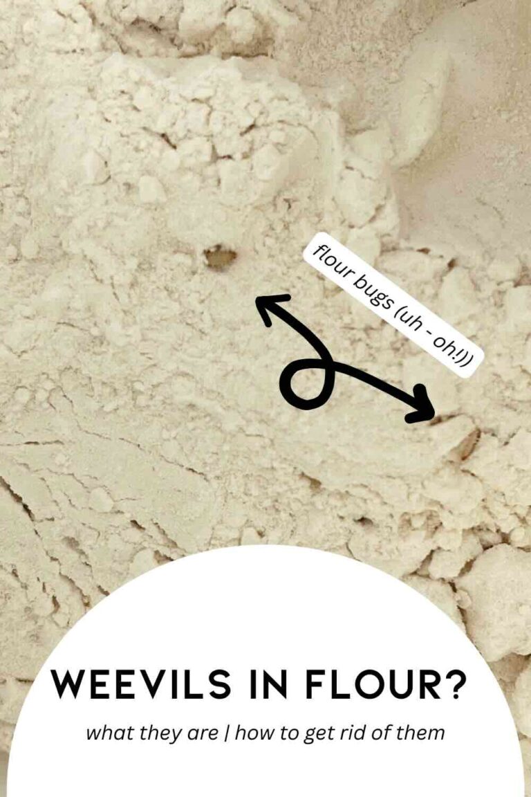 Weevil Bugs in Flour (AKA Flour Bugs) - Rooted At Heart