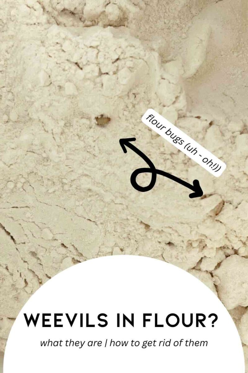 Weevil Bugs in Flour (AKA Flour Bugs) - Rooted At Heart