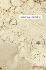 Weevil Bugs in Flour (AKA Flour Bugs) - Rooted At Heart